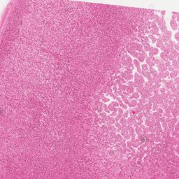 Histology at Yale Virtual Microscope