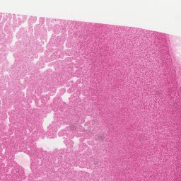 Histology at Yale Virtual Microscope