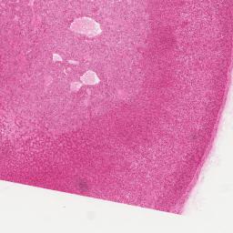 Histology at Yale Virtual Microscope