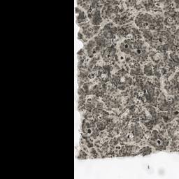 Histology at Yale Virtual Microscope