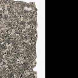 Histology at Yale Virtual Microscope