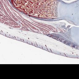 Histology at Yale Virtual Microscope