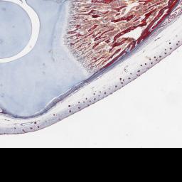 Histology at Yale Virtual Microscope