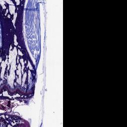 Histology at Yale Virtual Microscope