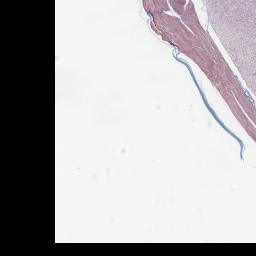 Histology at Yale Virtual Microscope