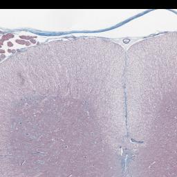 Histology at Yale Virtual Microscope