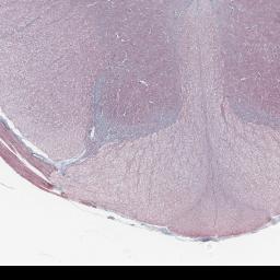 Histology at Yale Virtual Microscope