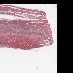 Histology at Yale Virtual Microscope