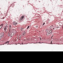 Histology at Yale Virtual Microscope