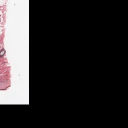 Histology at Yale Virtual Microscope