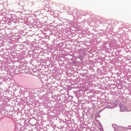 Histology at Yale Virtual Microscope