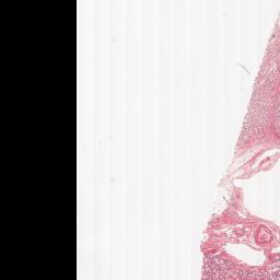 Histology at Yale Virtual Microscope