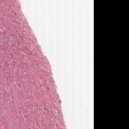 Histology at Yale Virtual Microscope