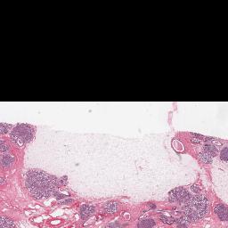 Histology at Yale Virtual Microscope