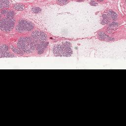 Histology at Yale Virtual Microscope