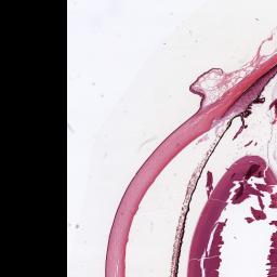 Histology at Yale Virtual Microscope