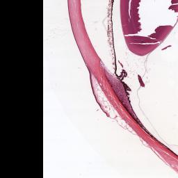 Histology at Yale Virtual Microscope