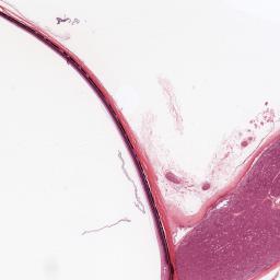 Histology at Yale Virtual Microscope