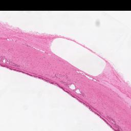 Histology at Yale Virtual Microscope