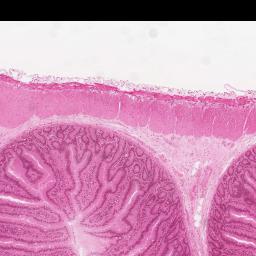 Histology at Yale Virtual Microscope