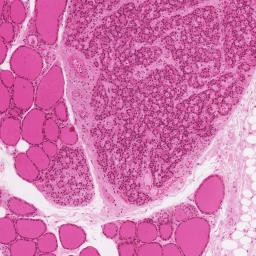 Histology at Yale Virtual Microscope