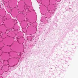 Histology at Yale Virtual Microscope
